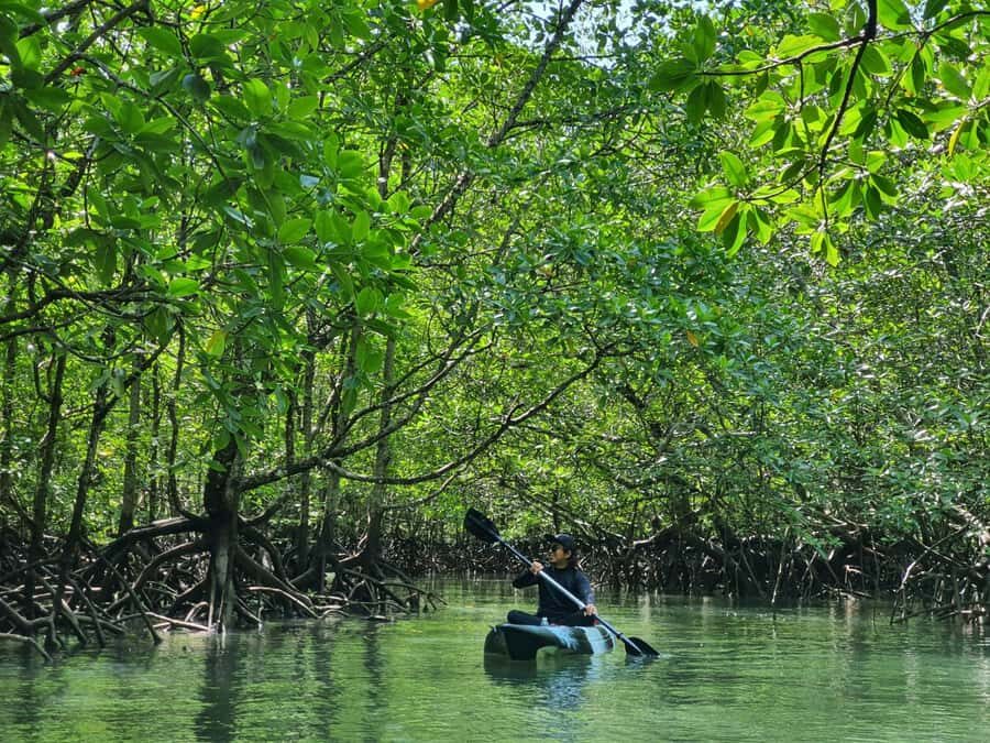 Langkawi: Mangrove Kayak Tour with Wildlife Spotting - What Makes This Tour Special