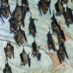 Langkawi UNESCO Snorkeling Tour & Night Safari - A Closer Look at the Tour Experience