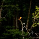 Langkawi:6 Hours Mangrove Night Safari with Pick Up & Dinner - Cave Exploration: The Bat Cave and Limestone Formations