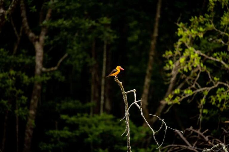 Langkawi:6 Hours Mangrove Night Safari with Pick Up & Dinner - Cave Exploration: The Bat Cave and Limestone Formations