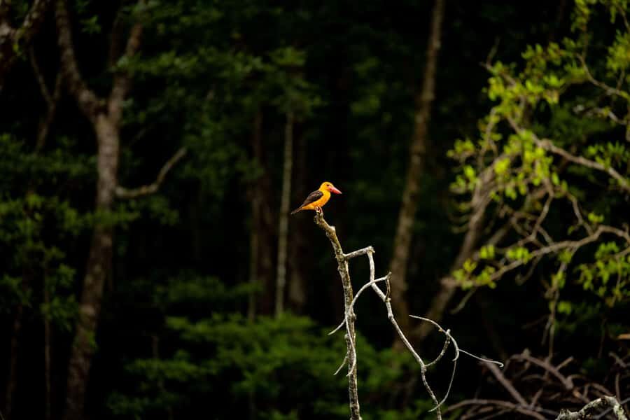 Langkawi:6 Hours Mangrove Night Safari with Pick Up & Dinner - Cave Exploration: The Bat Cave and Limestone Formations