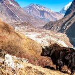 Langtang Highlands Trek via Tserko Ri & Sherpagaon - Day-by-Day Breakdown of the Trek