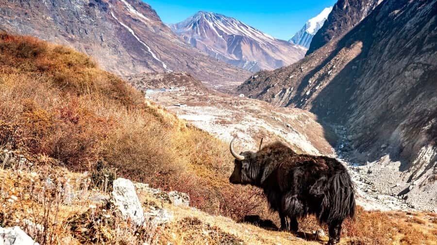 Langtang Highlands Trek via Tserko Ri & Sherpagaon - Day-by-Day Breakdown of the Trek