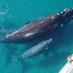 Las Terrenas: Whale Watching and Cayo Levantado Island Tour - What’s Included and How It Feels
