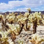 Las Vegas To Los Angeles One Way Tour Joshua Tree National Park - How the Tour Balances Value and Experience