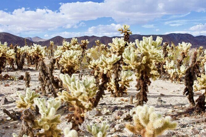 Las Vegas To Los Angeles One Way Tour Joshua Tree National Park - How the Tour Balances Value and Experience