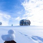 [Late Departure] Biei Best 5 Must-Visit Day Tour from Sapporo - Overall Value and Experience