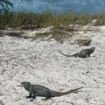 Let me take you to Caicos Jetski safari Private Tour - FAQ