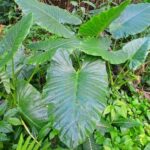 Lethe Mountain Valley Hiking - The Itinerary: What to Expect