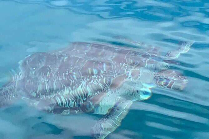 Little Bay Half-Day Sail & Snorkel Adventure - Final Thoughts