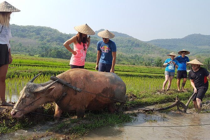 Living Land Experience and Kuang Si water with Lunch - Who Will Love This Tour?