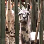 Llama, Alpaca, Guanaco Experience - Practical Details: What You Need to Know