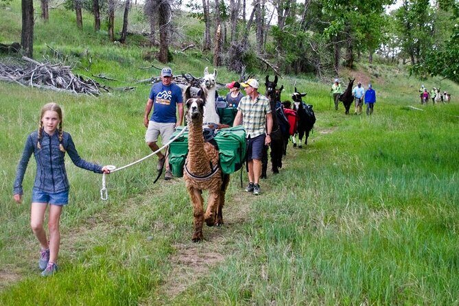 Llama Hike and Farm Tour - How Does the Price Stack Up?
