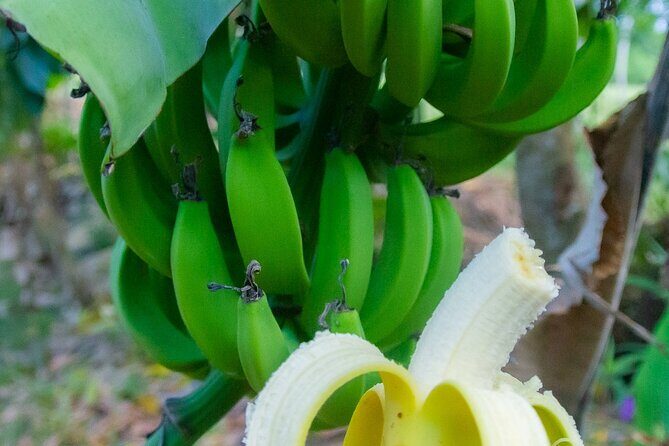 Local Excursion || Jungle Safari Excursion - Final Thoughts: Is It Worth It?