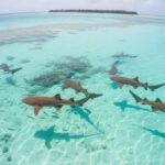 Local Experience: Nurse Shark & Hidden Reefs of Ari Atoll - The Lagoon and the Nurse Sharks