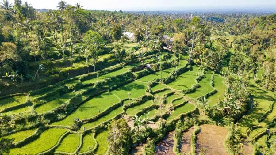 Lombok: Culture, Rice Terrace, and Waterfall Full-Day Tour - Analyzing the Value