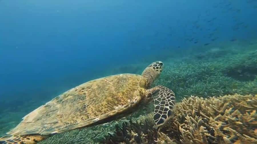 Lombok: Gili Gede, Rengit, and Layar Island Hopping Tour - Comfort, Transportation, and Value