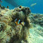 Lombok: Gili Islands Glass Bottom Boat Tour with Snorkeling - Key Points