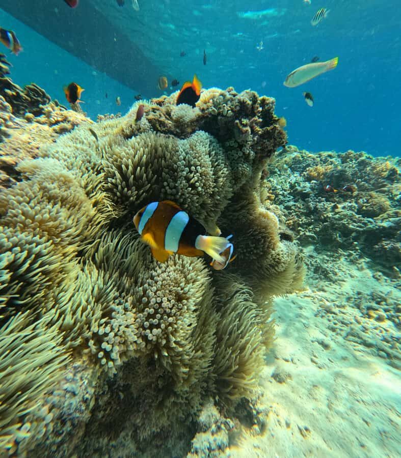 Lombok: Gili Islands Glass Bottom Boat Tour with Snorkeling - Key Points