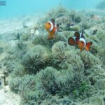 Lombok: Gili Nanggu, Tangkong, Sudak, and Kedis Islands Tour - Gili Nanggu: The First Encounter with Marine Beauty