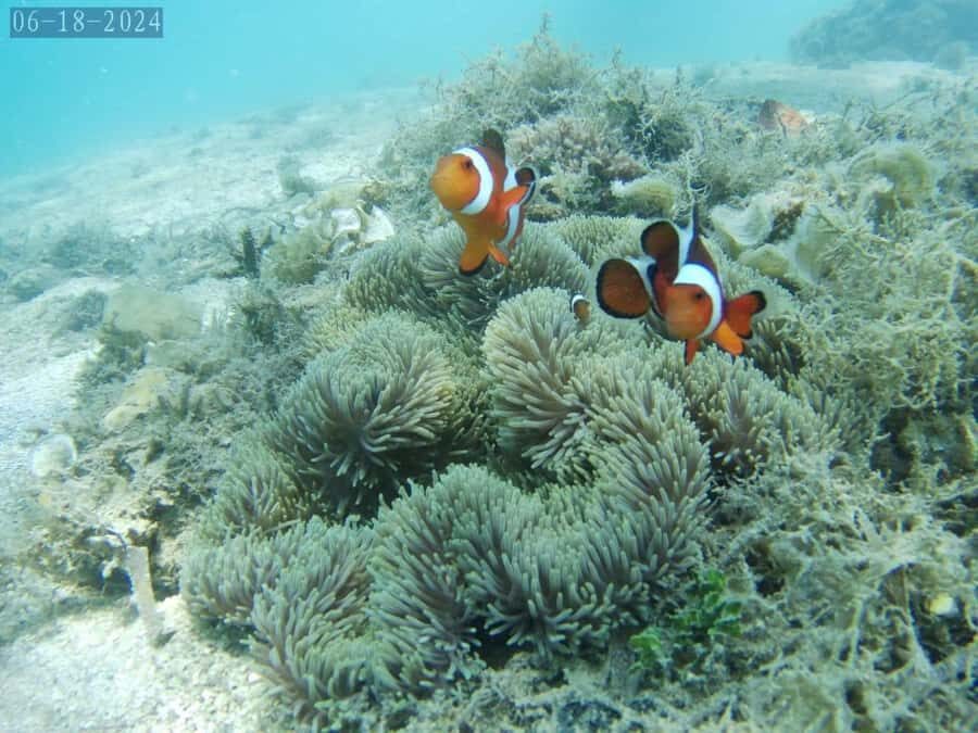 Lombok: Gili Nanggu, Tangkong, Sudak, and Kedis Islands Tour - Gili Nanggu: The First Encounter with Marine Beauty