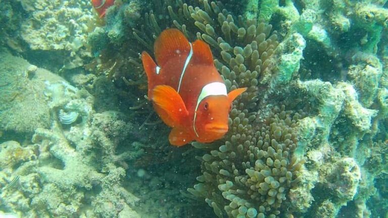 Lombok: Gili Rengit, Gili Gede, and Gili Layar Island Tour - What You Can Expect During the Tour