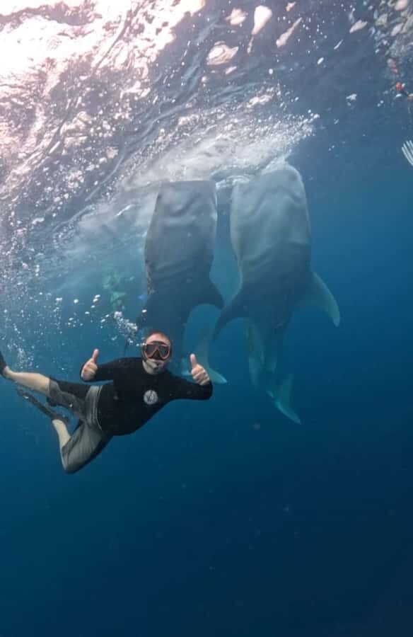 Lombok : Private 2D/1N Whale Shark Tour Lombok Sumbawa - In-Depth Breakdown of the Itinerary