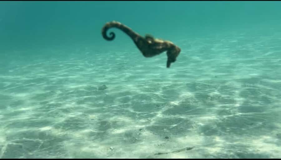 Lombok: Private day trip snorkeling in Secret Island - What Sets This Tour Apart?