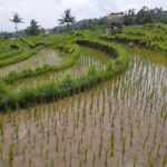 Lombok: Rice Field Terrace, Waterfalls, Culture & Tradition - Final Thoughts: Who Will Love This Tour?
