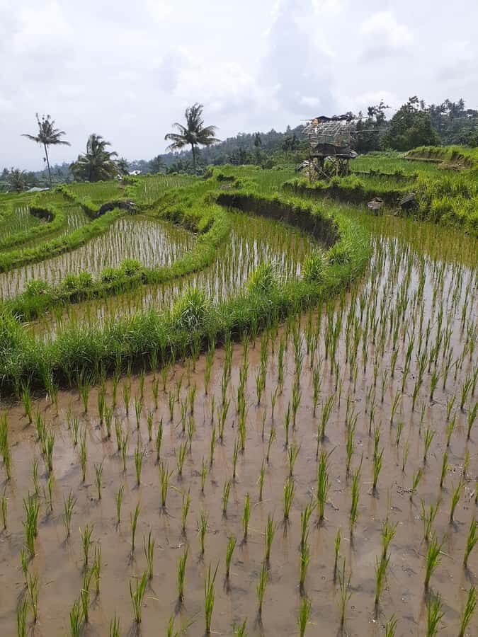 Lombok: Rice Field Terrace, Waterfalls, Culture & Tradition - Final Thoughts: Who Will Love This Tour?
