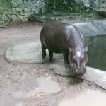 Lombok Safari Wildlife Park, Village and Waterfalls tour - Discovering Local Culture in Senaru