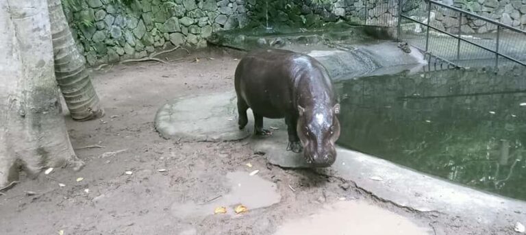 Lombok Safari Wildlife Park, Village and Waterfalls tour - Discovering Local Culture in Senaru