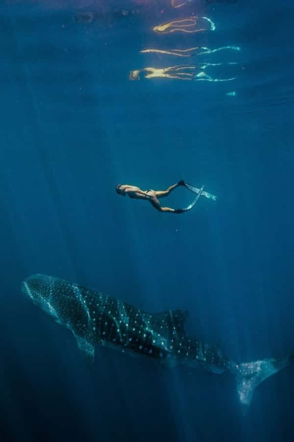 Lombok : Sharing Whale Shark Tour 2 Day 1 Night Sumbawa - What You Can Expect from the Tour