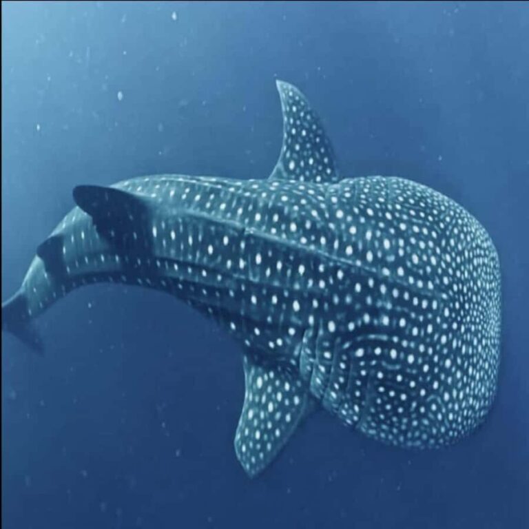 Lombok Sumbawa Sharing 2D1N Whale Shark With Snorkeling - What We Loved