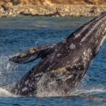 Los Angeles Harbor Breeze Cruise & Battleship USS Iowa Entry - Who Should Consider This Tour?