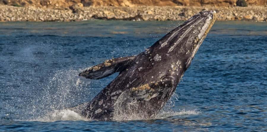 Los Angeles Harbor Breeze Cruise & Battleship USS Iowa Entry - Who Should Consider This Tour?