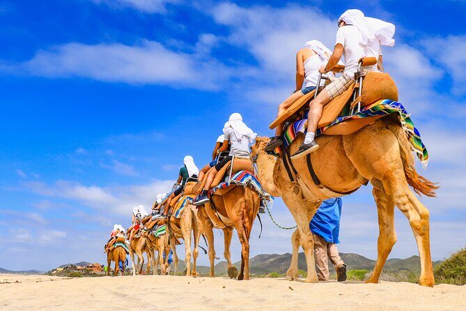 Los Cabos Camel Ride and Tequila Tasting Experience - The Realities and Concerns