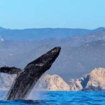 Los Cabos: Whale Watching by Glass Bottom Boat - Detailed Review