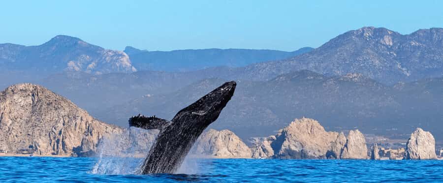 Los Cabos: Whale Watching by Glass Bottom Boat - Detailed Review