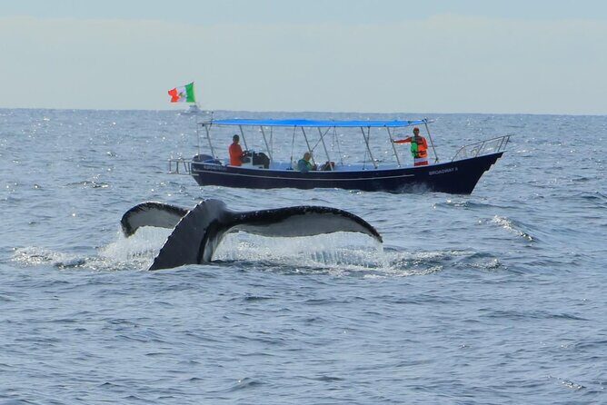 Los Cabos: Whale Watching Safari & Free time at Lovers Beach - Authentic Traveler Insights