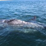 Los Cabos: Whale Watching Tour with Tequila Tasting - The Tequila Tasting and Town Exploration