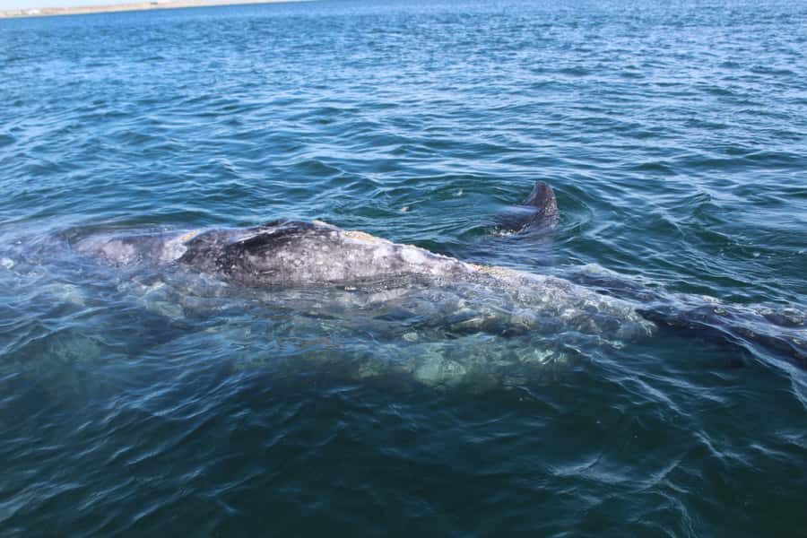 Los Cabos: Whale Watching Tour with Tequila Tasting - The Tequila Tasting and Town Exploration