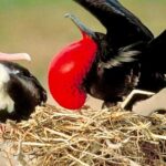 Los Haitises National Park and Cayo Levantado Island Day Trip from Samana - Who Will Appreciate This Tour?