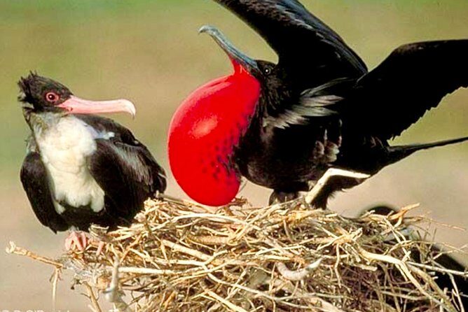 Los Haitises National Park and Cayo Levantado Island Day Trip from Samana - Who Will Appreciate This Tour?