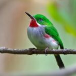 Los Haitises Plus Bacardi Island for Samana Cruise Ship Travelers - What Travelers Can Expect