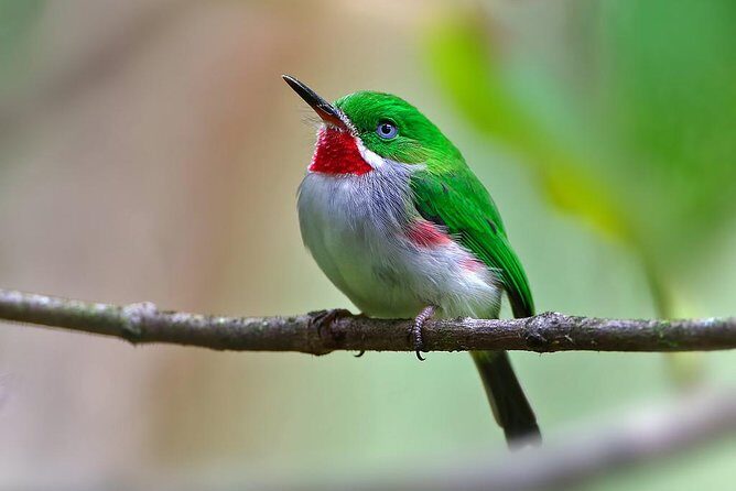 Los Haitises Plus Bacardi Island for Samana Cruise Ship Travelers - What Travelers Can Expect