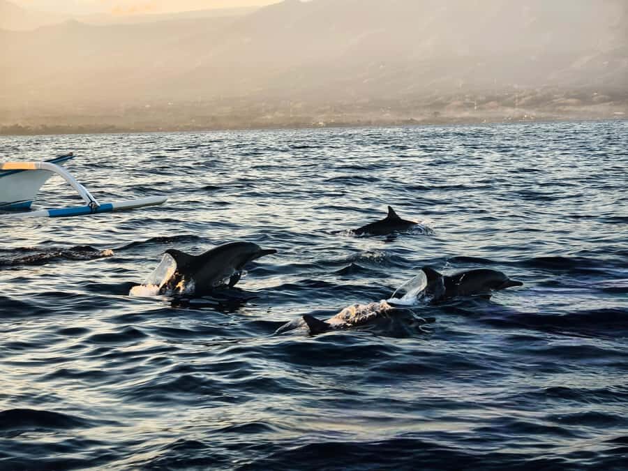 Lovina: Dolphin Watching Day Tour with Snorkeling - The Practicalities: What to Expect