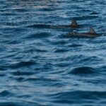 Lovina Dolphin Watching, Snorkeling and Waterfall Tour in Bali - What Makes This Tour Stand Out?