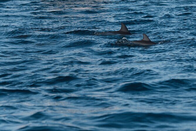 Lovina Dolphin Watching, Snorkeling and Waterfall Tour in Bali - What Makes This Tour Stand Out?