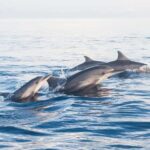Lovina: Dolphin Watching Snorkeling Tour And Ocean Swing - The Itinerary in Detail
